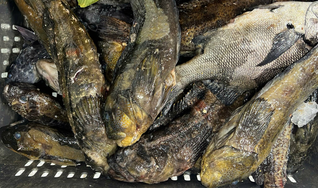 PESCADO DE ROCA / CONSULTA STOCK DISPONIBLE – Fish Food – Seafood ...